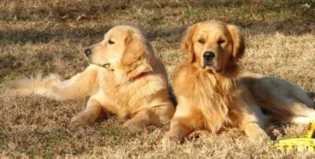 Summer Oaks Golden Retrievers : Oak Ridge, NC